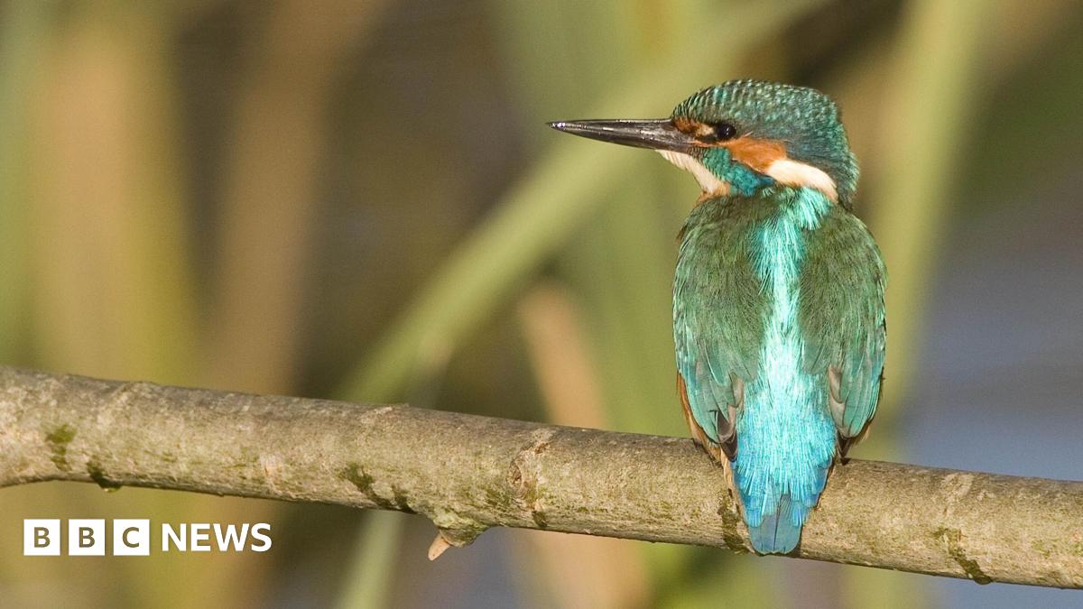 People urged to stay away from Warminster's nesting kingfishers - BBC News