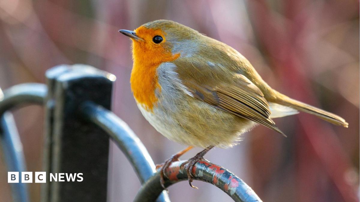 Robins caught in banned glue trap had 'horrific' death - BBC News