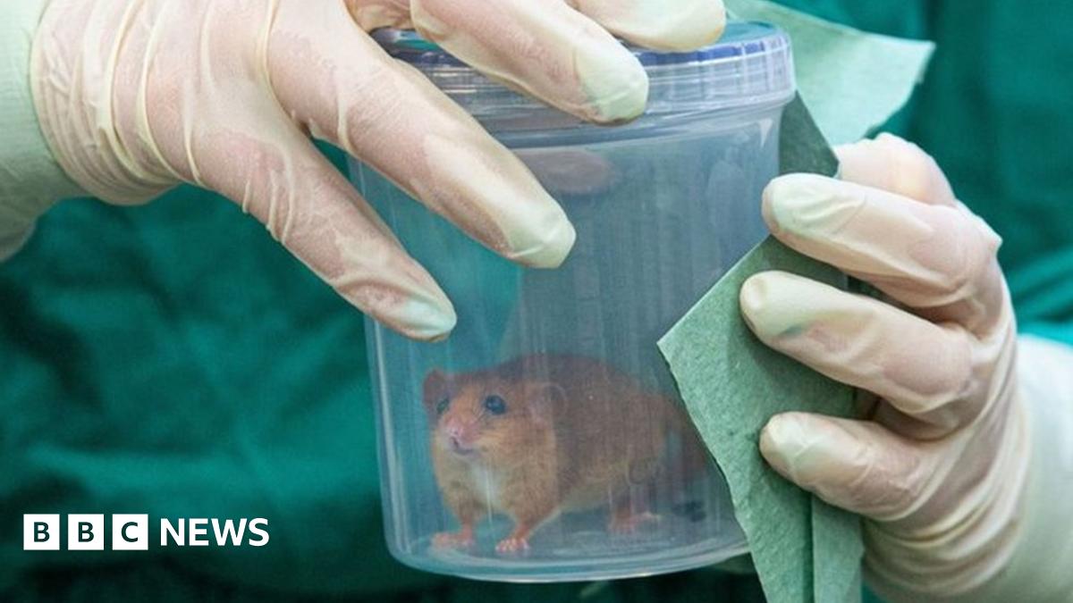 ZSL vets help dormice get ready for release into wild - BBC News