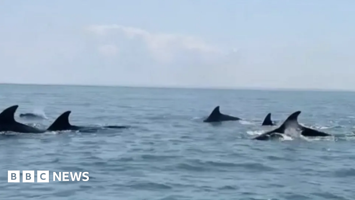 GSPCA: Public invited to sponsor giant dolphin statues - BBC News