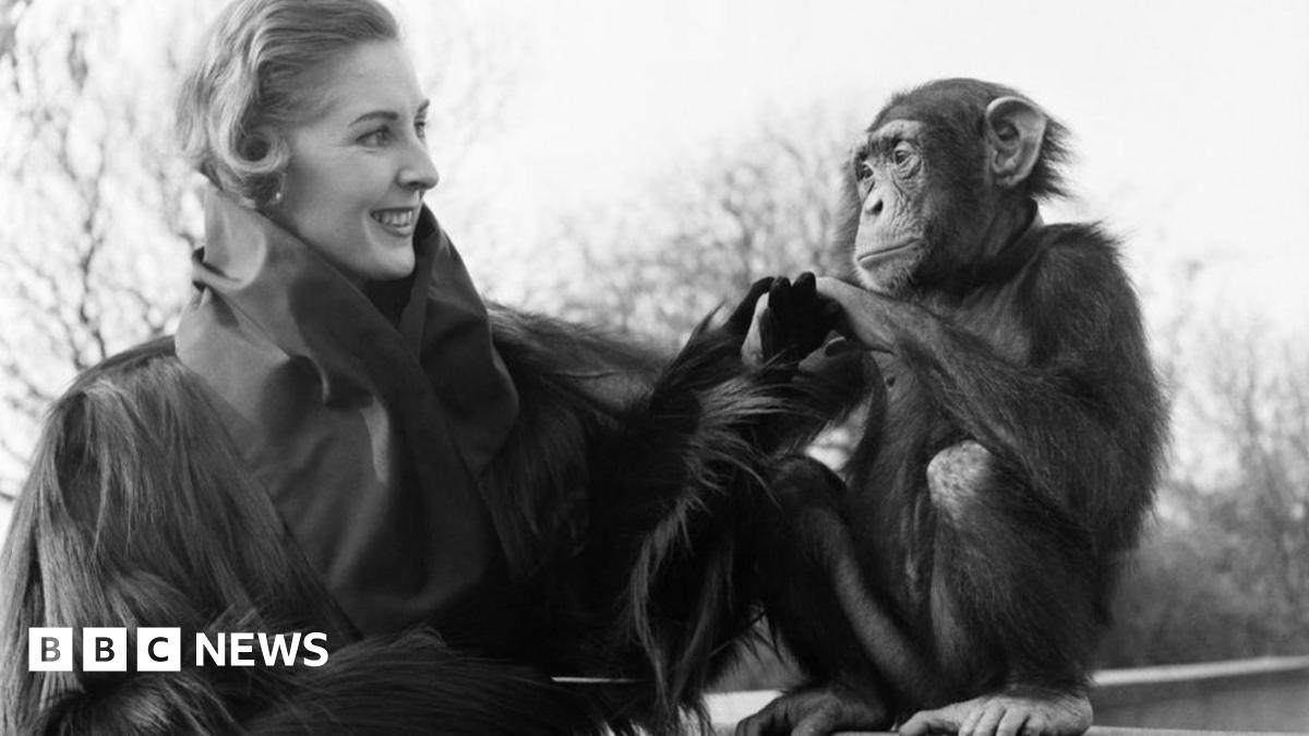 Gorillas in our midst and other primate tales - BBC News