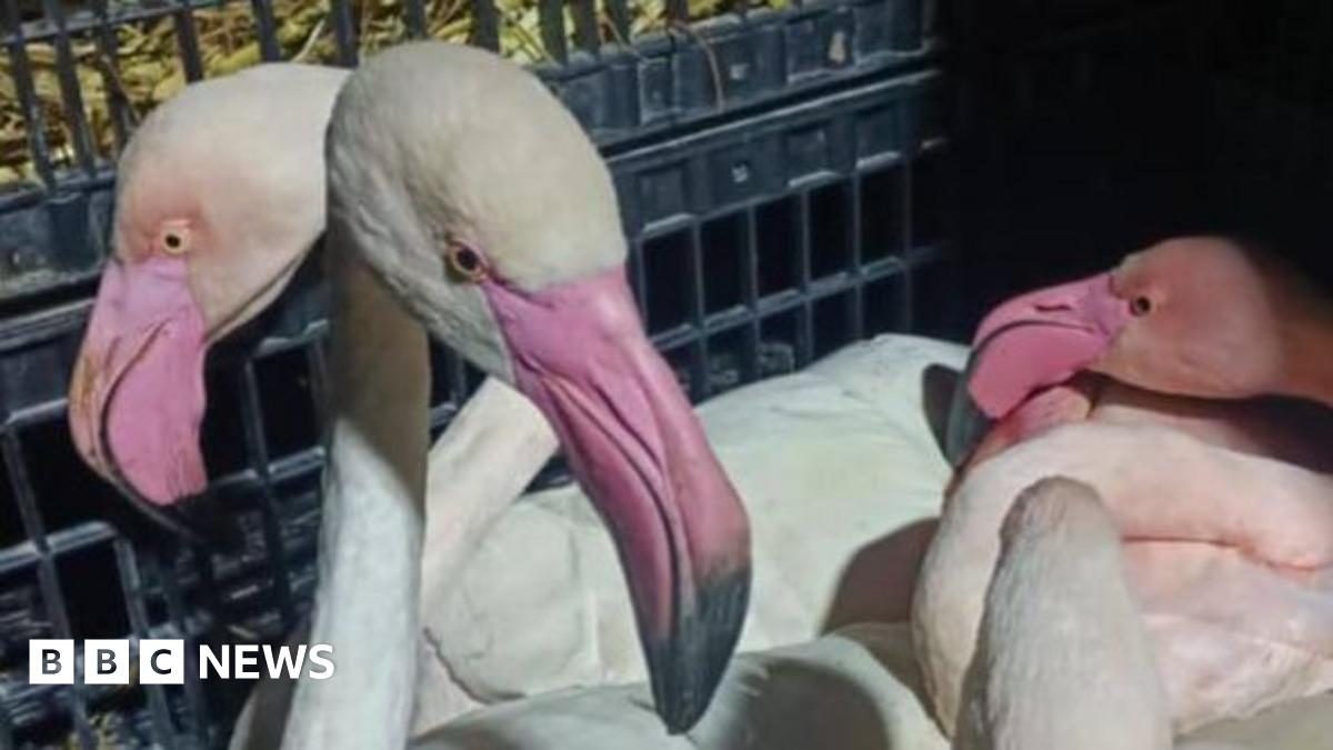 Pink flamingos 'seized from smugglers' in Tunisia - BBC News