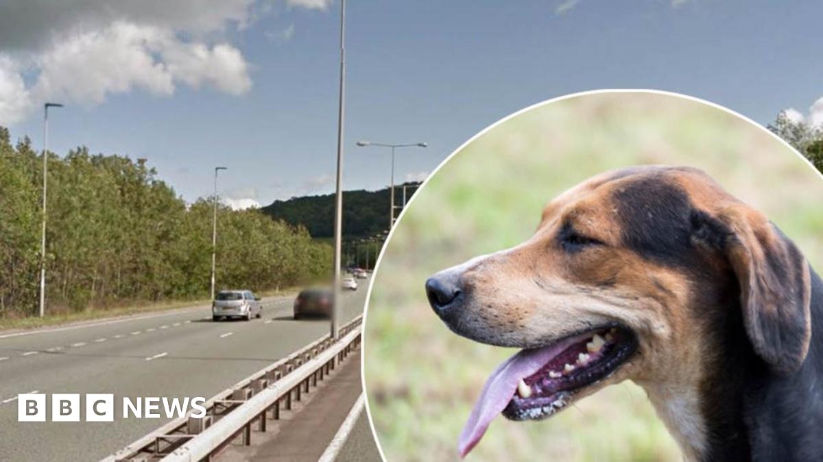 Dog dies after being deliberately run over by police in Conwy - BBC News