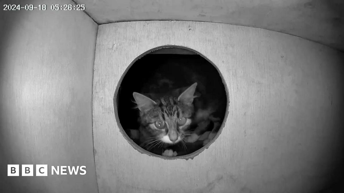 Cat gives birth to four kittens in owl nest box in Guernsey - BBC News
