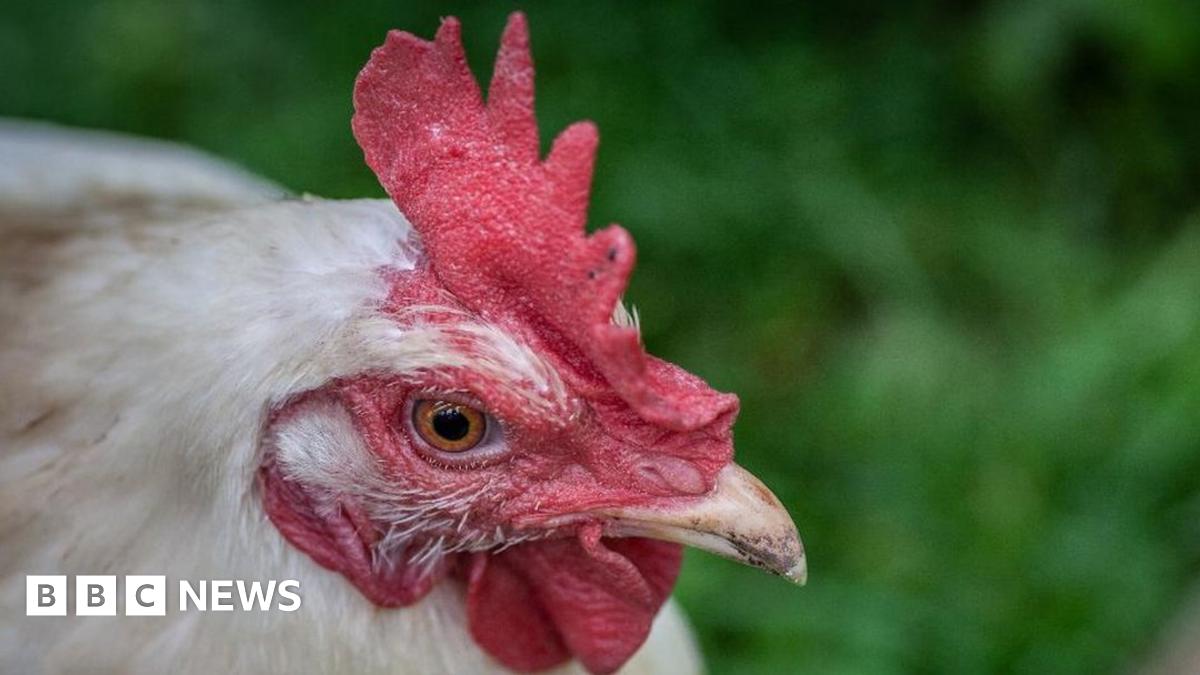 Fast-growing chickens: Judge dismisses 'Frankenchickens' farming ...