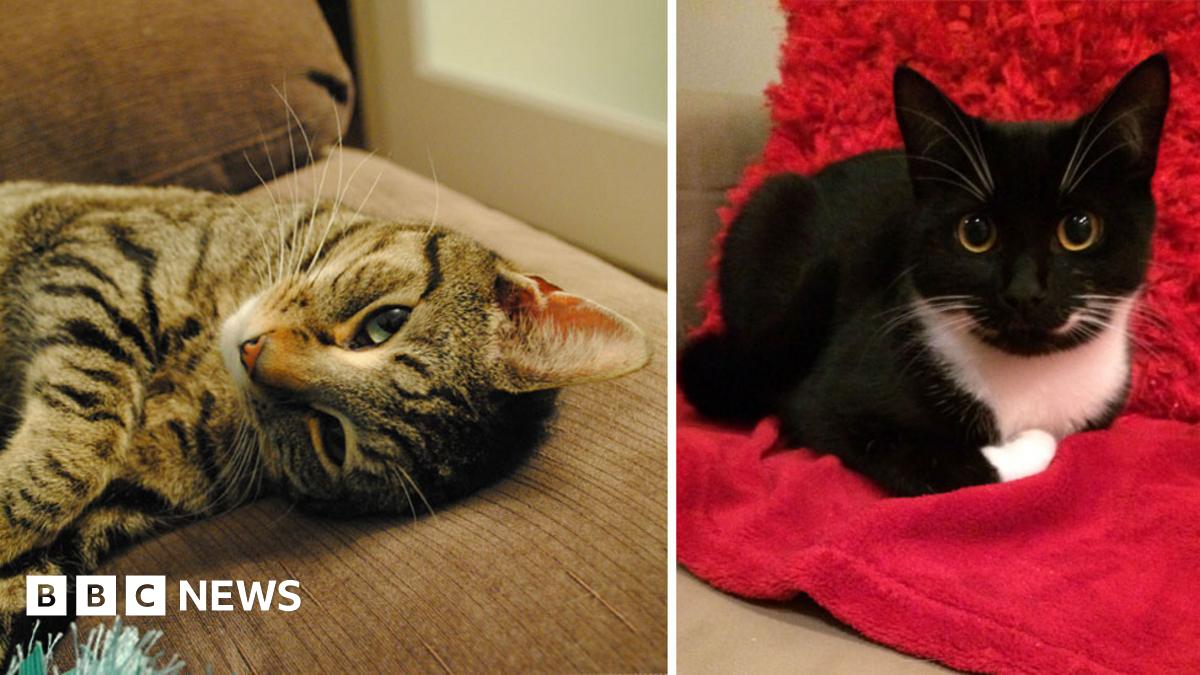 Cats' deaths prompt RSPCA poison alert in Shotton - BBC News