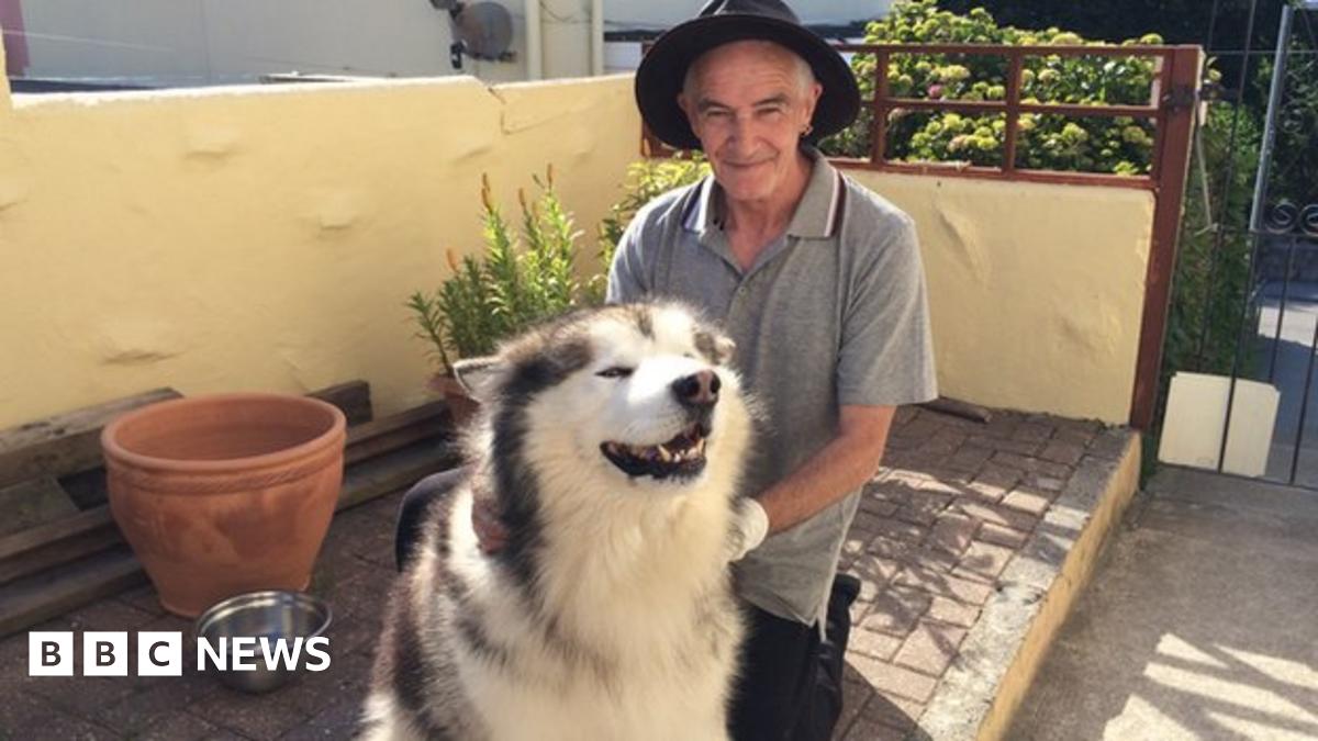 Truro dog Kimbo saves owner in 'vicious' dog attack - BBC News