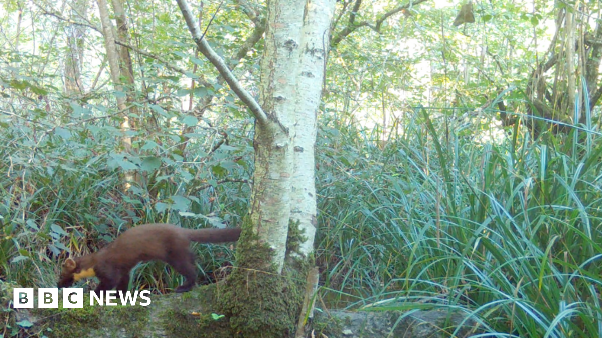 Rare pine marten spotted at Wiltshire safari park - BBC News