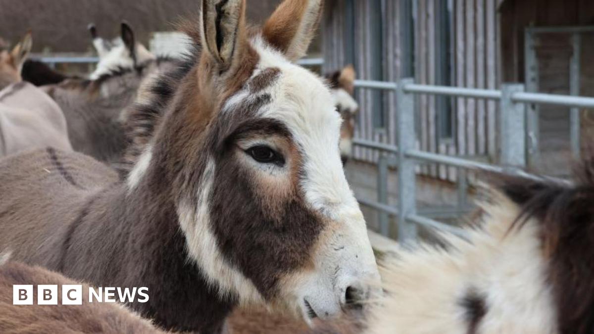 Exeter University examines misrepresentation of donkeys in cinema - BBC News