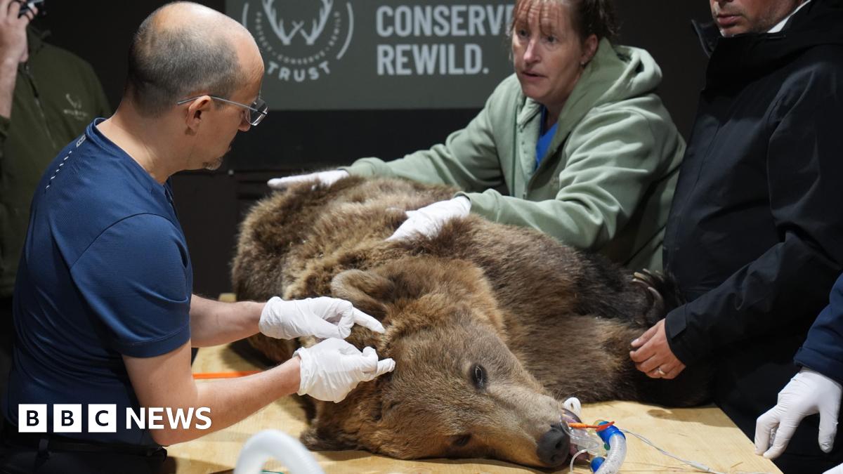 Kent: Trust says bear's life-saving surgery 'has gone to plan' - BBC News