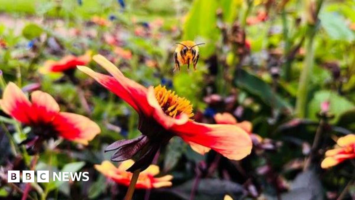 Teenager's bumblebee photo creates buzz at awards - BBC News