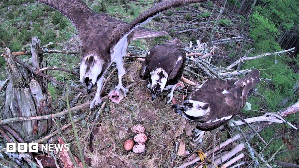 Tweed Valley osprey love triangle chicks fail to survive - BBC News