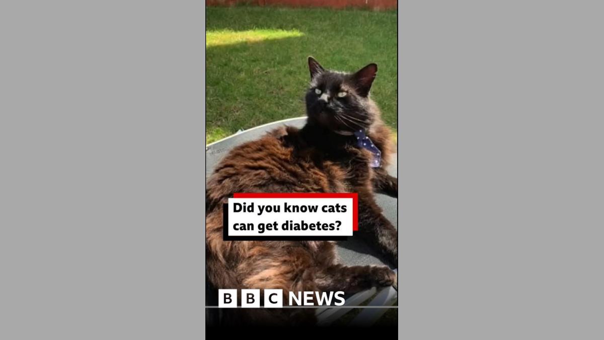 Did you know cats can get diabetes? - BBC News