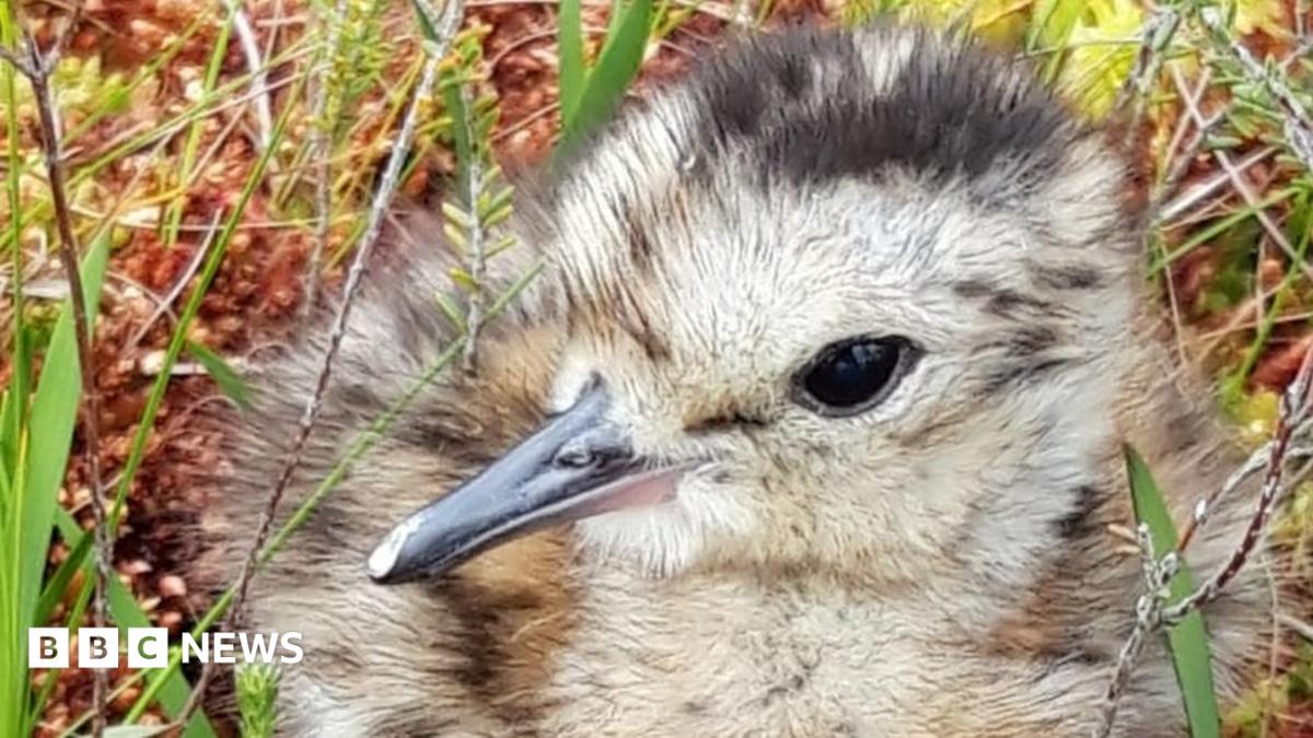 Curlew conservation project sees birds released at Lough Neagh - BBC News