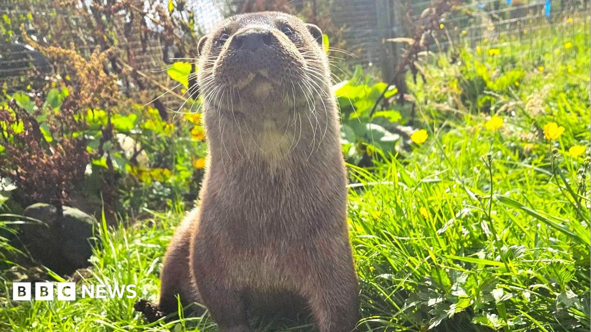 Orphaned otter given second chance by Skye sanctuary - BBC News