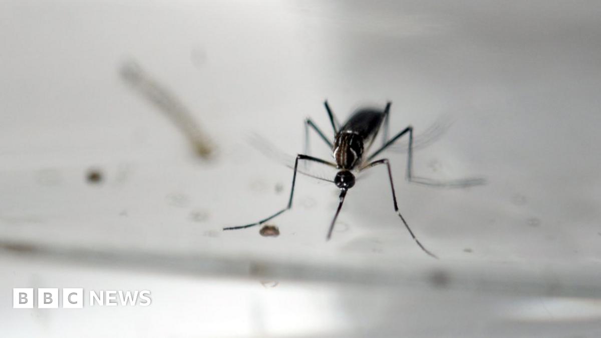 What are the world's deadliest animals? - BBC News