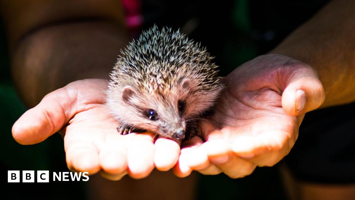 Kent wildlife rescue centre faces closure over rising costs - BBC News