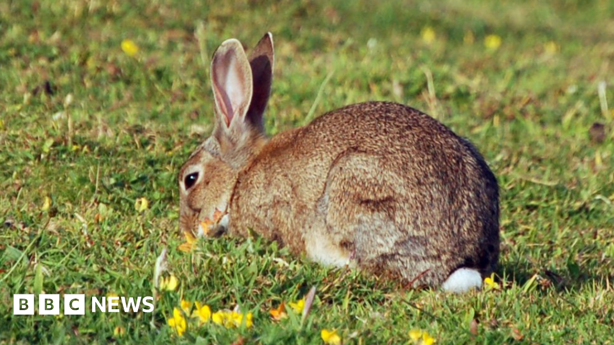 Pet rabbits at risk of deadly virus in Jersey - BBC News