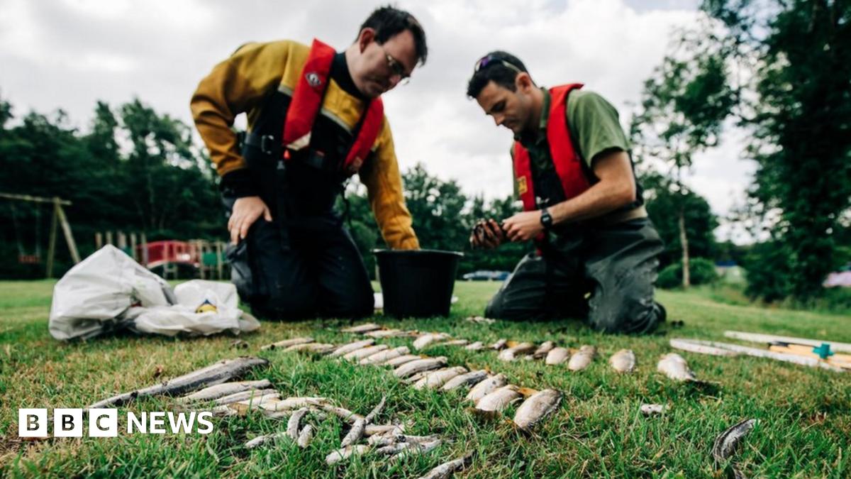 Agricultural pollution kills 10,000 fish in Devon river - BBC News