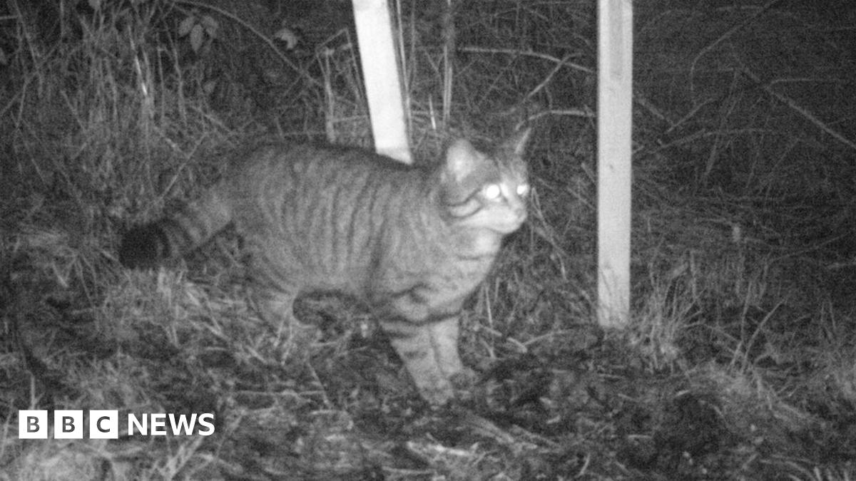 Image could show wildcat near Dingwall - BBC News