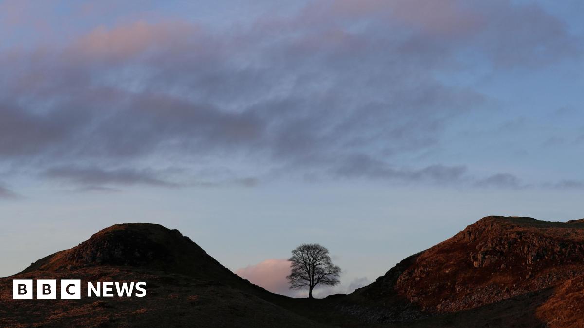 Sycamore Gap tree: Piece of trunk returns home one year on - BBC News