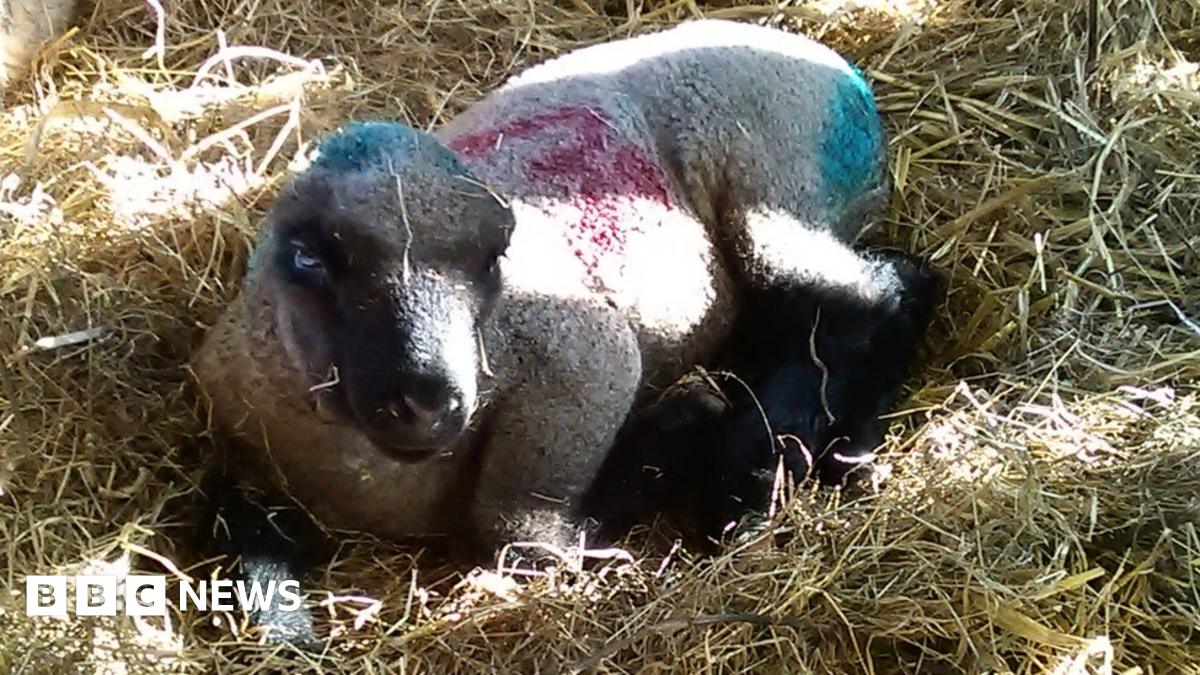 Cornwall lamb attack: 'Cult could have cut off ears and tail' - BBC News