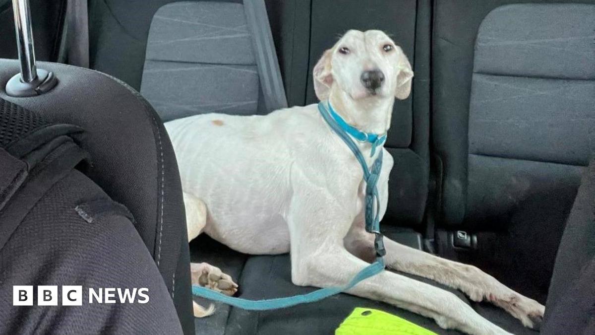 Fleeing hare coursers leave dog behind in Rutland field - BBC News