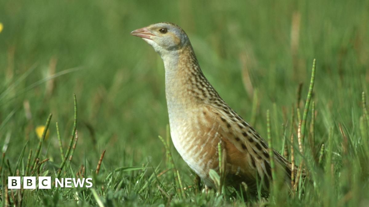 Corncrake has 'promising' population increase on isle of Canna - BBC News