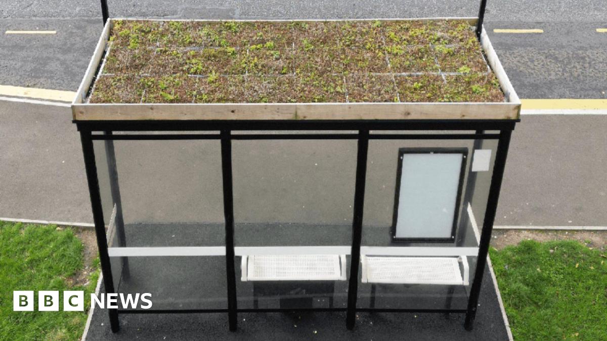 Bee-friendly bus shelters not coming to Lincoln, says council - BBC News