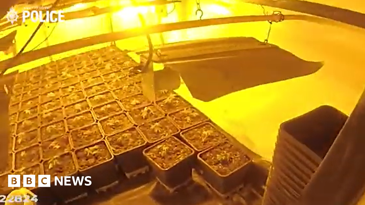 Four arrested as police raid three cannabis farms in Doncaster - BBC News