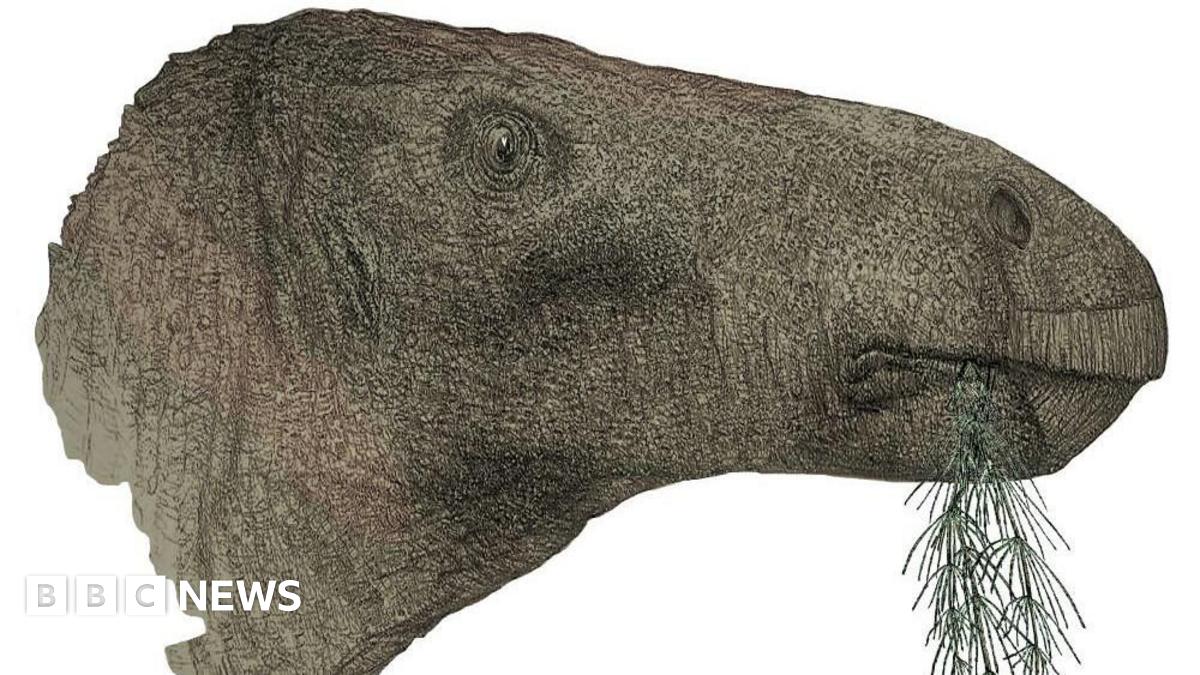 Isle of Wight: 'Most complete' dinosaur named after finder - BBC News