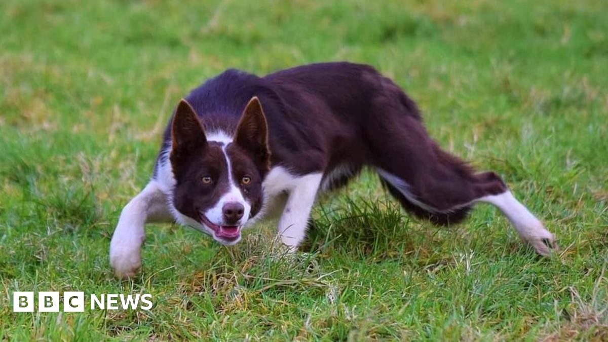 Welsh sheepdog Kim sells for world record £27,100 - BBC News
