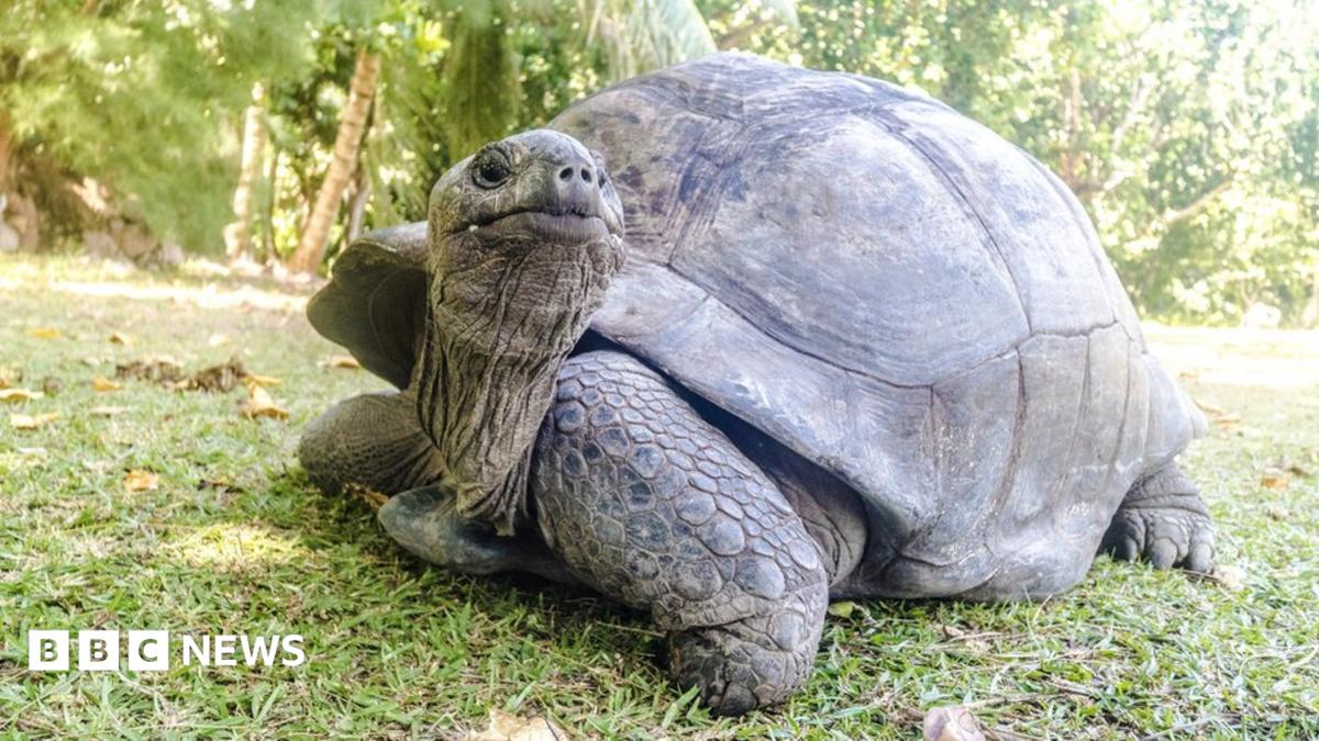 Two more giant tortoises found dead in woodland near Exeter - BBC News