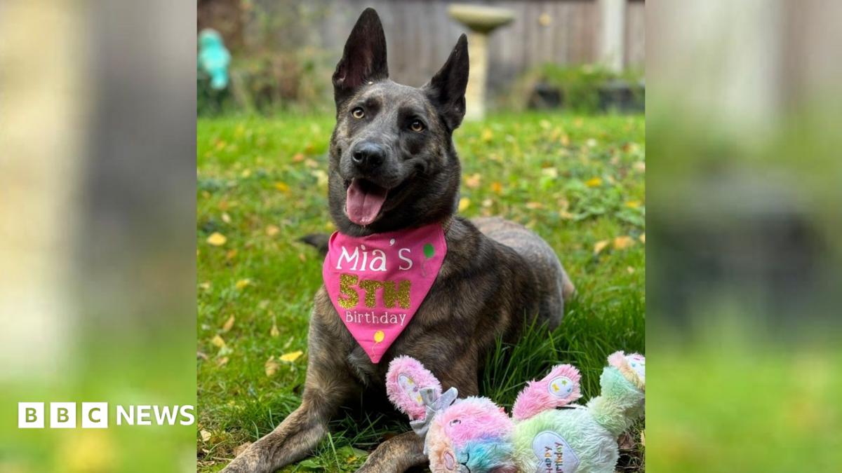 Dog re-homed after spending whole life at rescue centre - BBC News