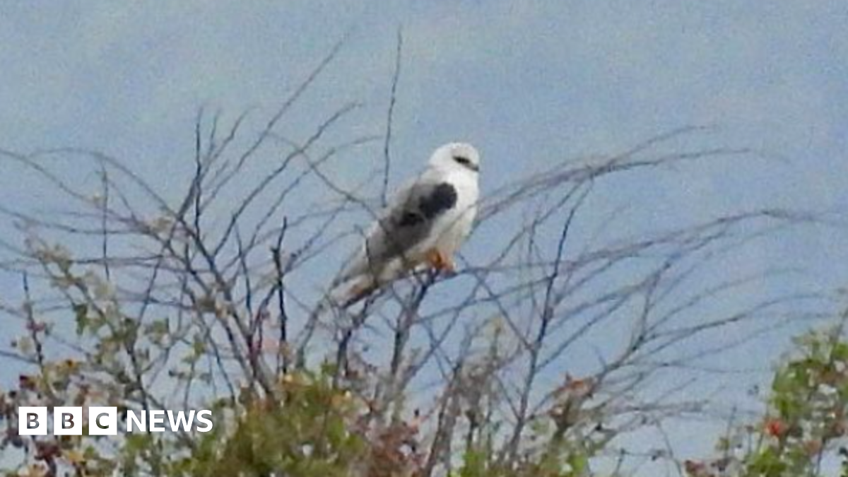'Amazing' bird of prey spotted at Slimbridge in very rare UK visit ...