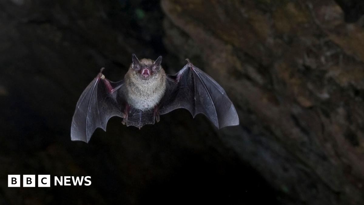 Bats turn former Barnsley coal mines into breeding grounds - BBC News