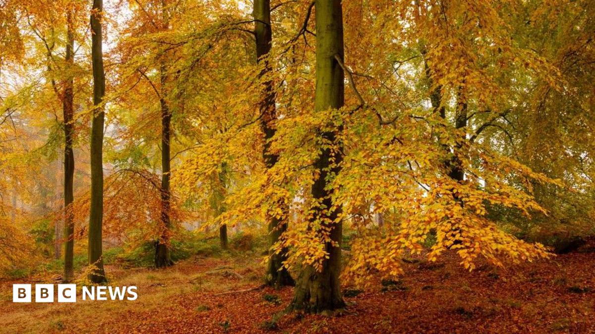 Thousands of free trees being given away to Wakefield residents - BBC News