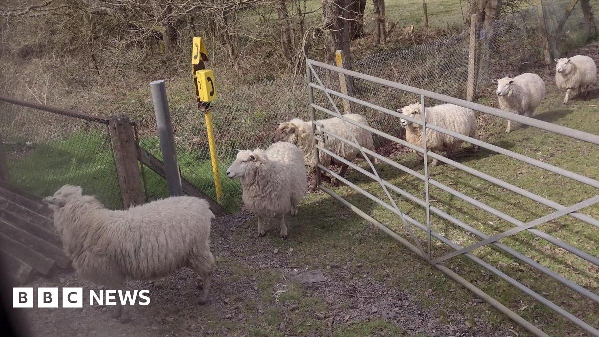 Rye: Rail delays after train hits sheep - BBC News