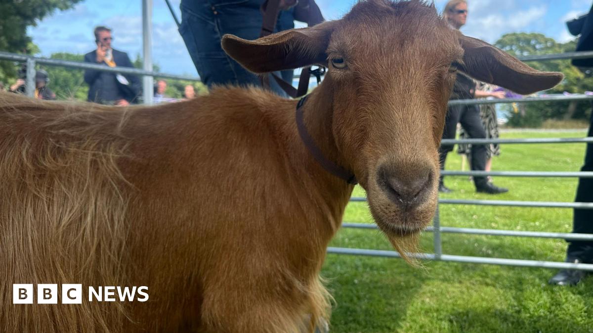Golden Guernsey: Shortage of rare goats for animal show - BBC News