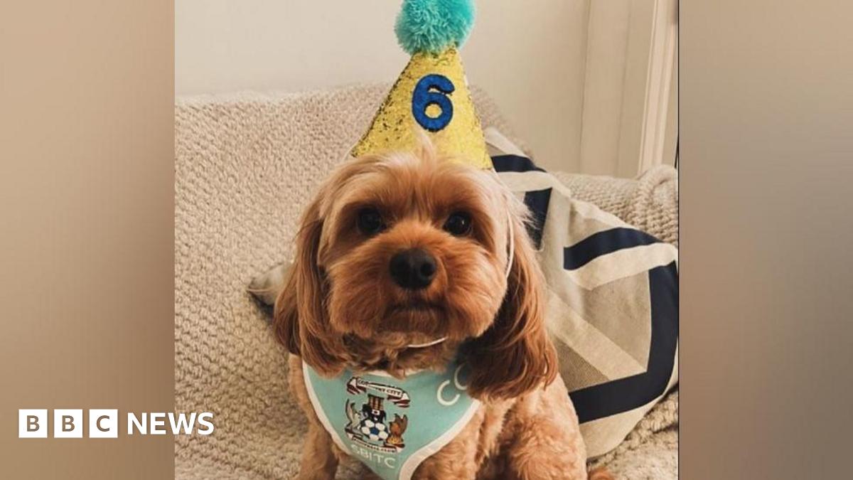 Coventry City's therapy dog Winnie to visit 100 care homes - BBC News