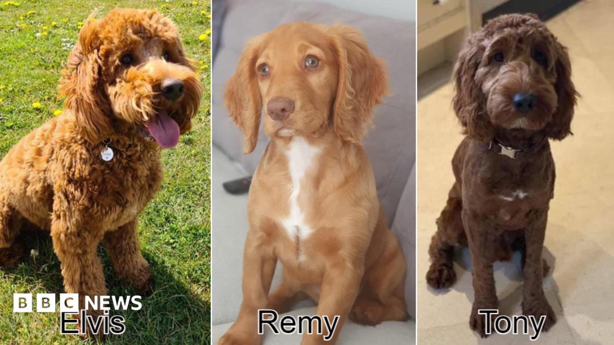 Woman arrested over dogs stolen from Spondon kennels - BBC News