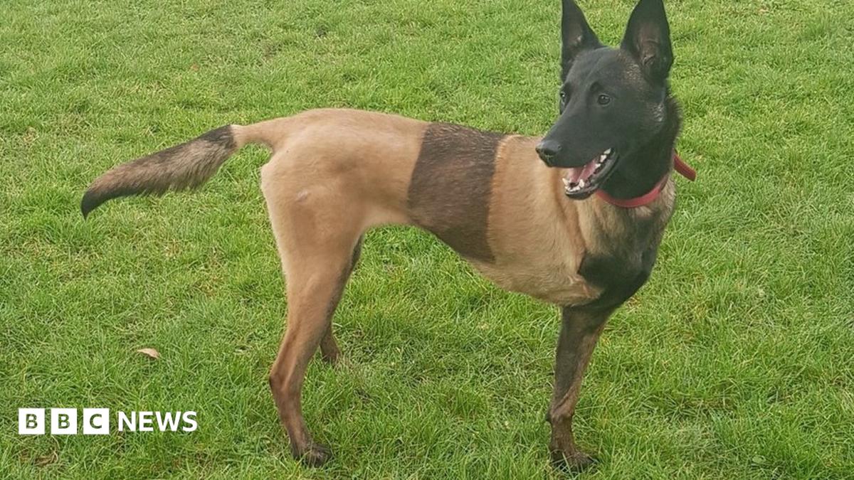 Essex Police dog Baloo finds 'forever home' - BBC News