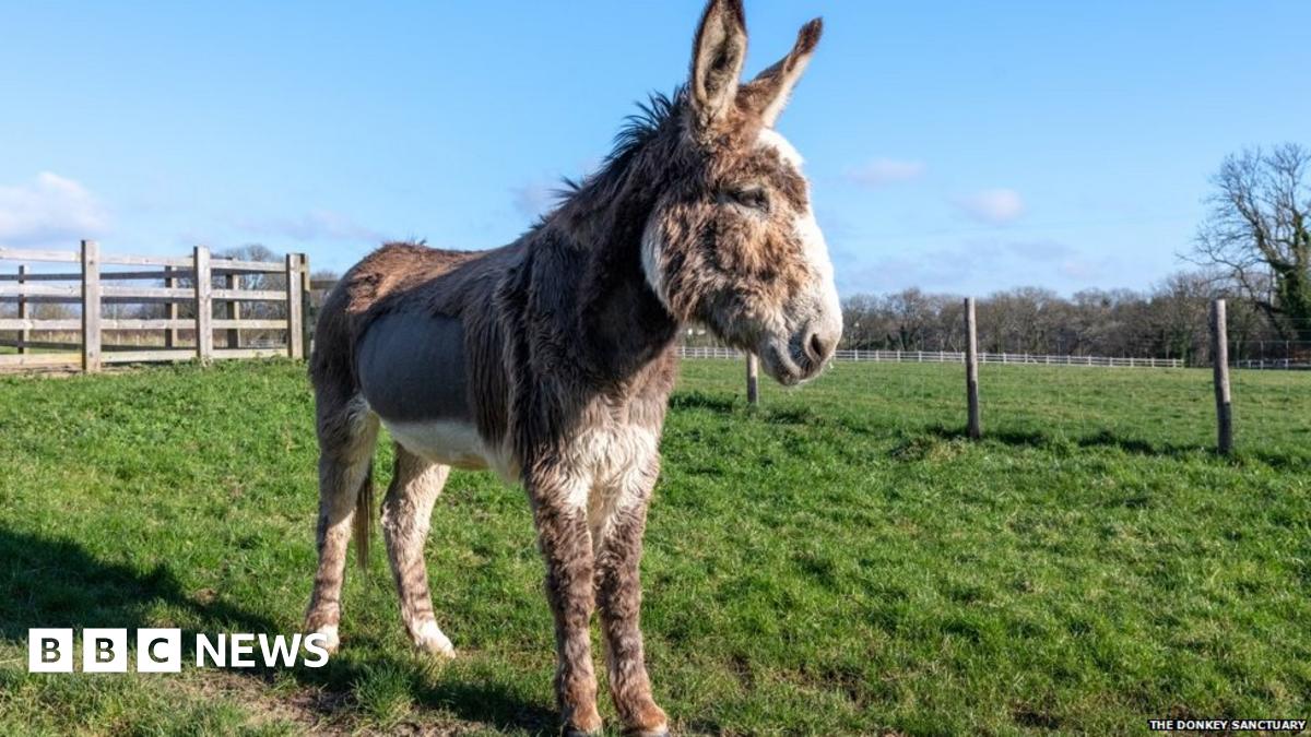 Sick Devon donkey saved by being given 24 litres of cola - BBC News