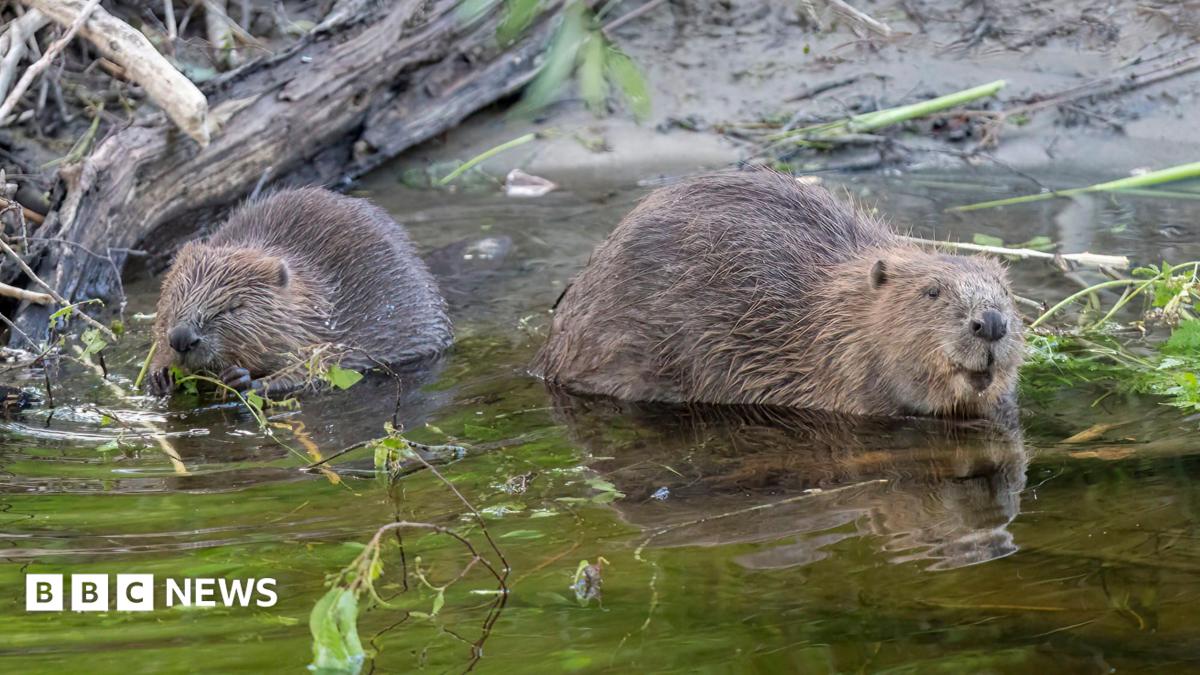 Beavers: Welsh government to consider protecting animals in Wales - BBC ...