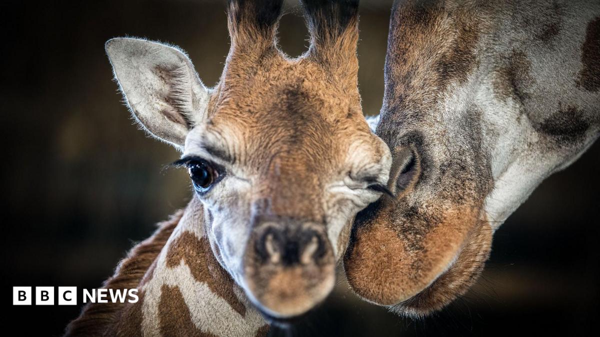 Winchester: Marwell Zoo announces death of baby giraffe - BBC News