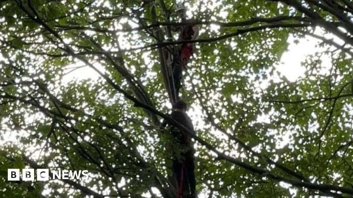 Kempston teenager rescued after getting stuck 20m up a tree - BBC News