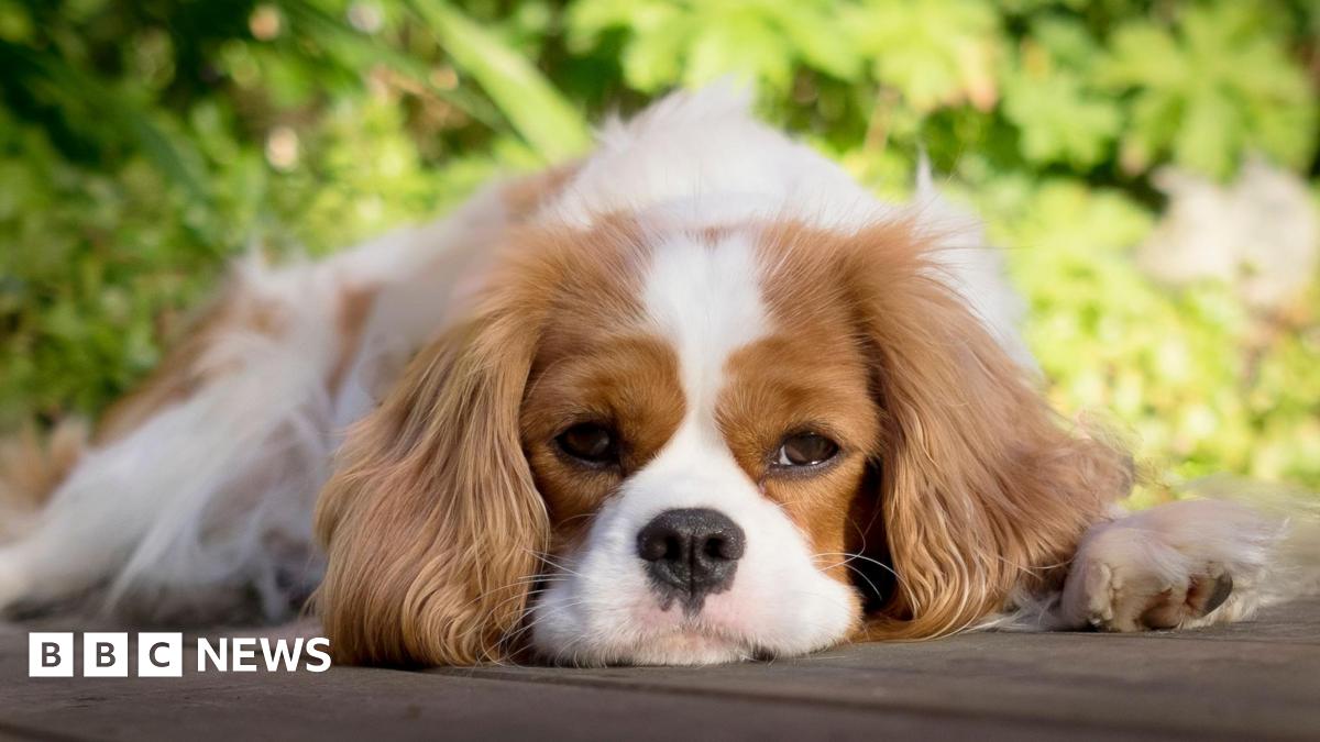 Kent: Pet fraud victim's warning over 'vile' scammers - BBC News