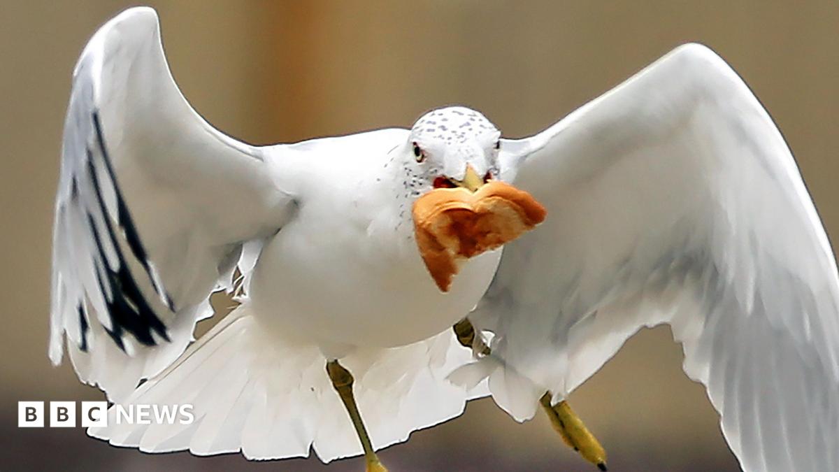 Council votes to continue £84k anti-seagull measures - BBC News