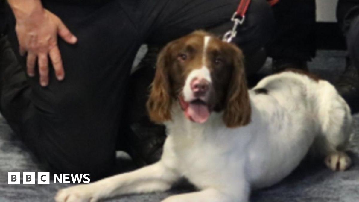 Police dogs trained to sniff out cybercrime devices - BBC News