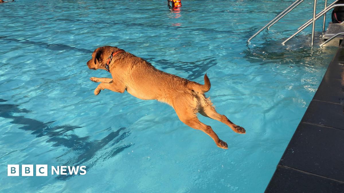 Ashby outdoor pool to host dog swimming for first time - BBC News